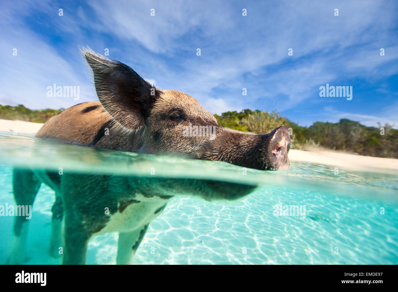 Swimming pig on Exuma island Stock Photo - Alamy
