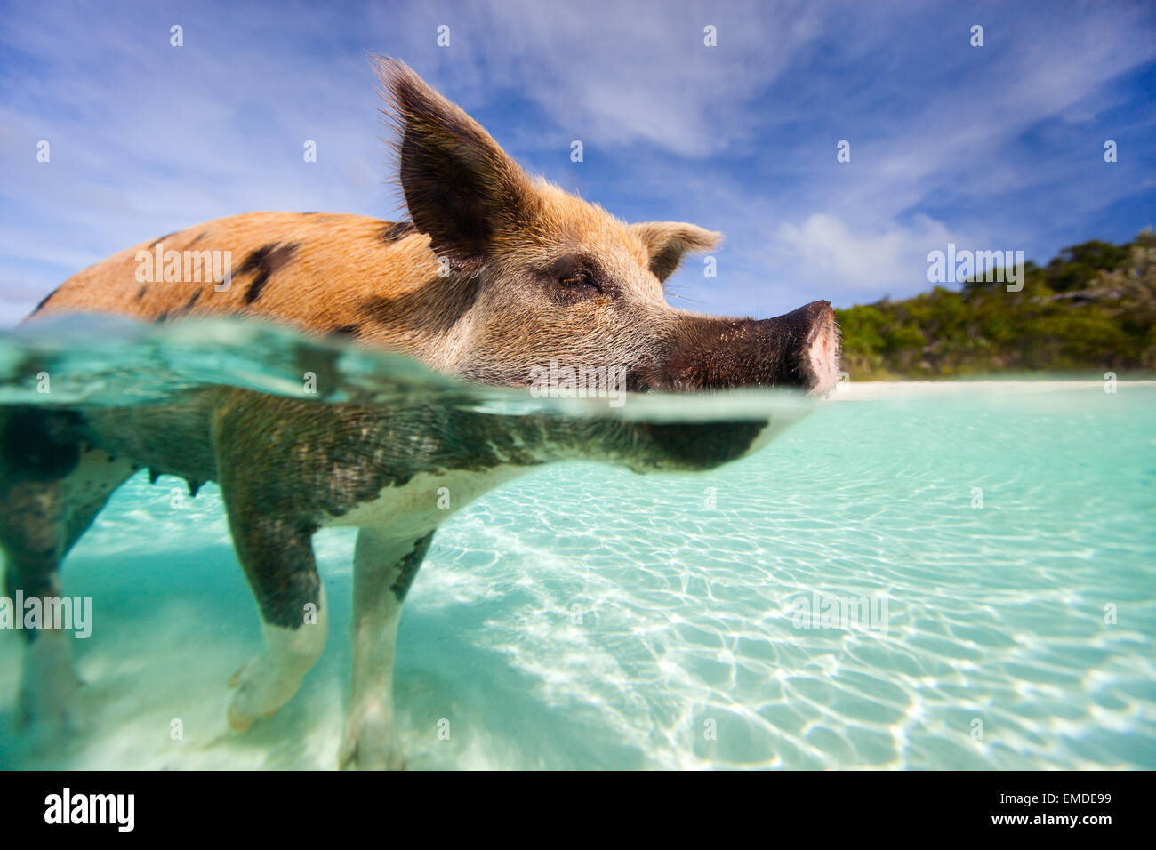 Pig beach exumas hi-res stock photography and images - Alamy