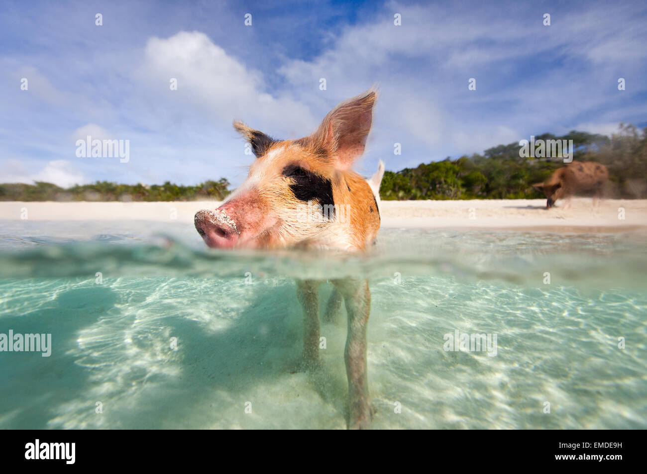 Swimming pigs of Exumas Stock Photo - Alamy