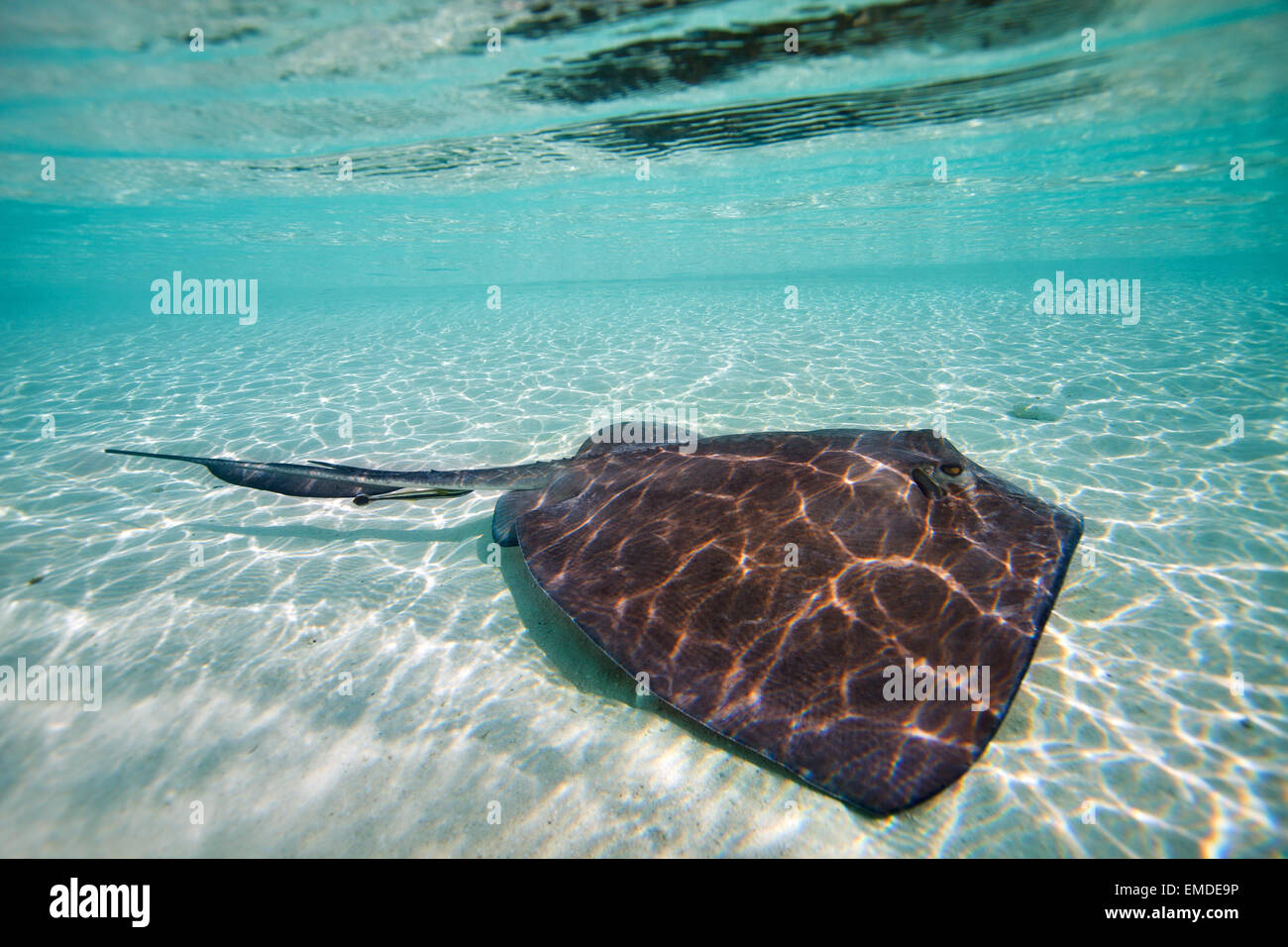 Sting ray hi-res stock photography and images - Alamy