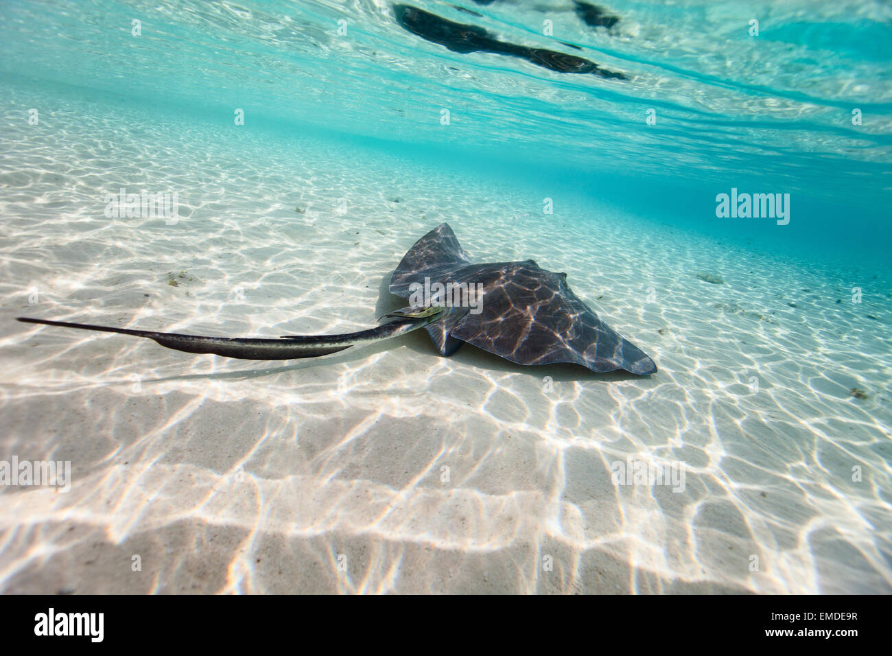 Sting ray swimming hi-res stock photography and images - Alamy