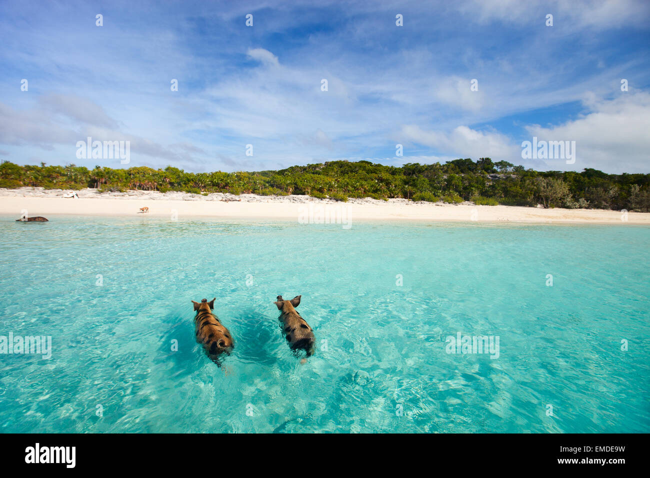 Pig beach exumas hi-res stock photography and images - Alamy Pig beach exumas hi-res stock photography and images - Alamy