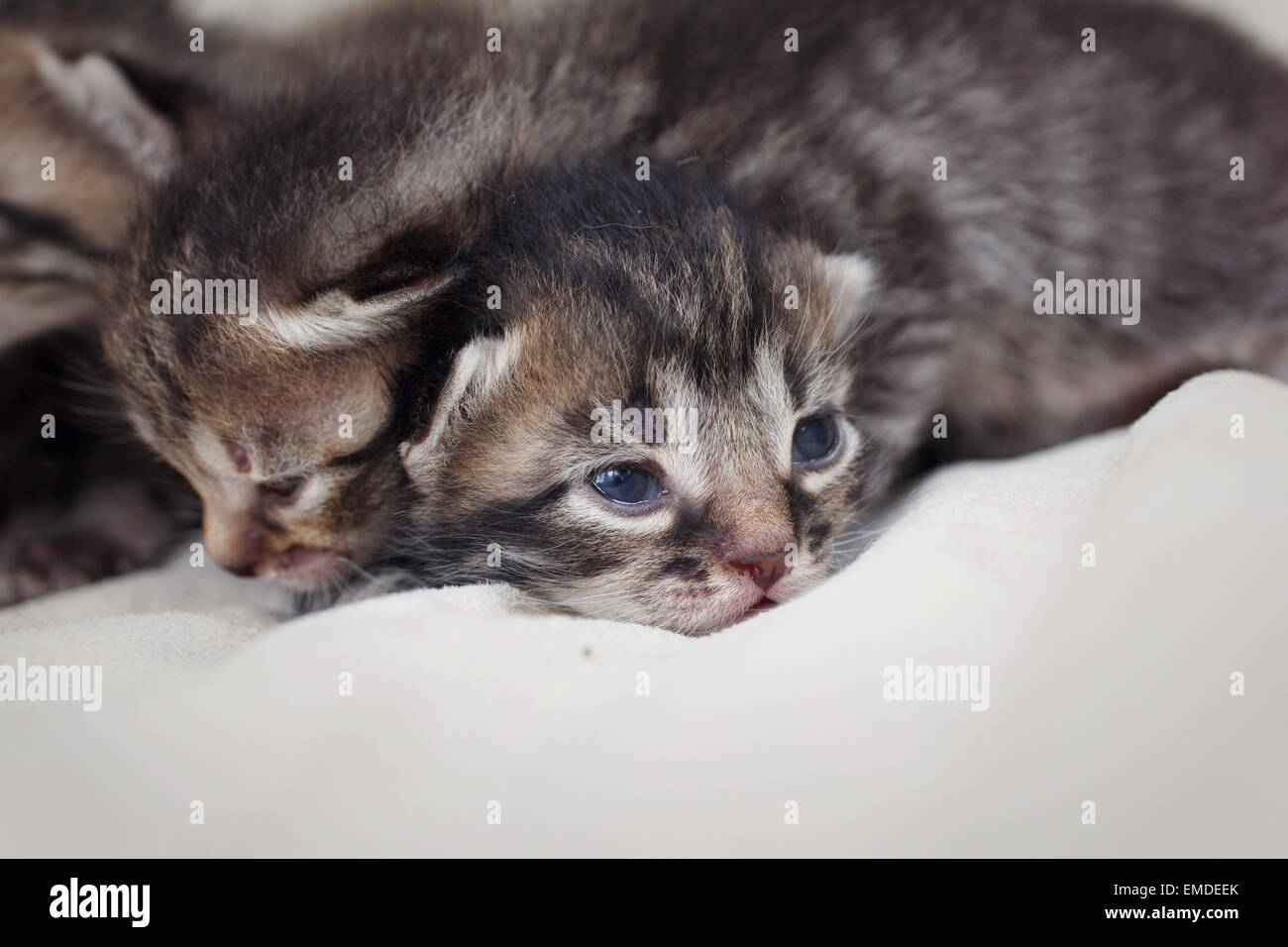 Newborn group of small kittens Stock Photo - Alamy