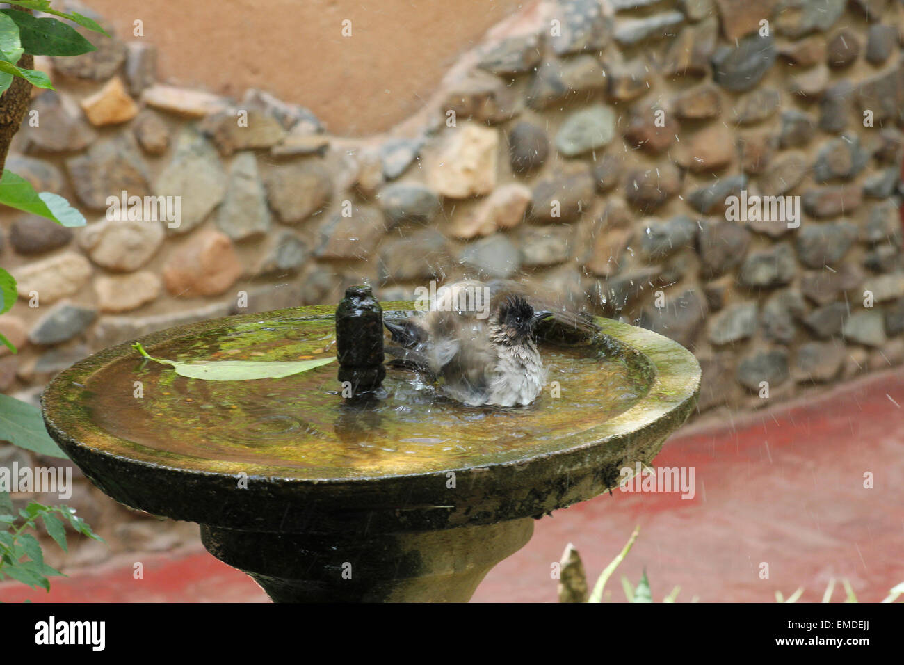 Bird washing hi-res stock photography and images - Alamy