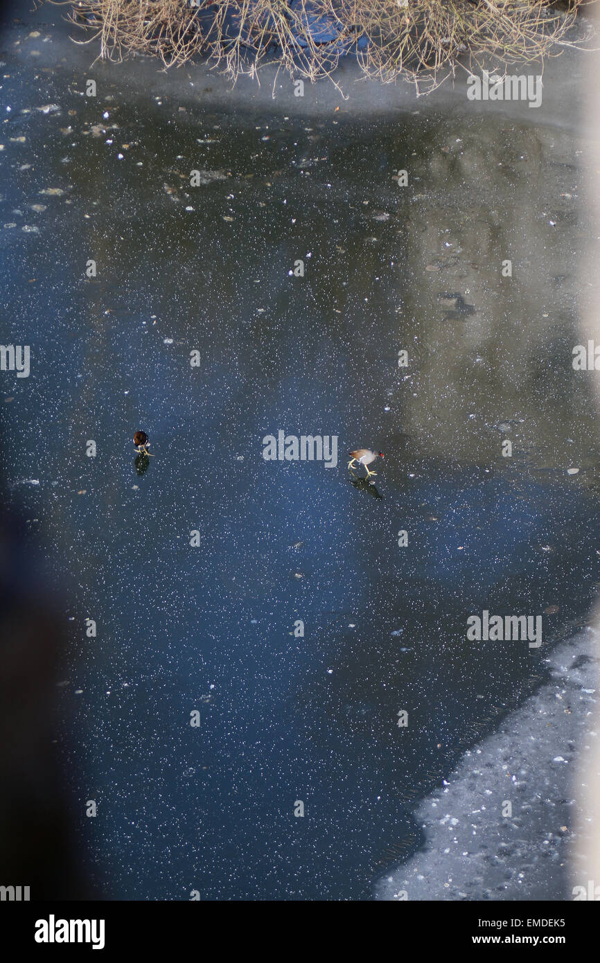 Birds walking on ice lake Stock Photo - Alamy