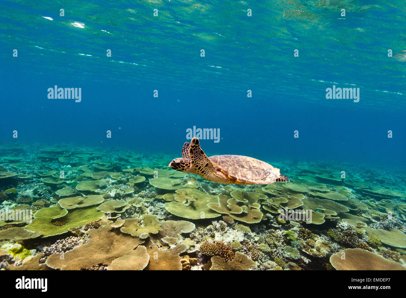 Turtle swimming underwater Stock Photo - Alamy