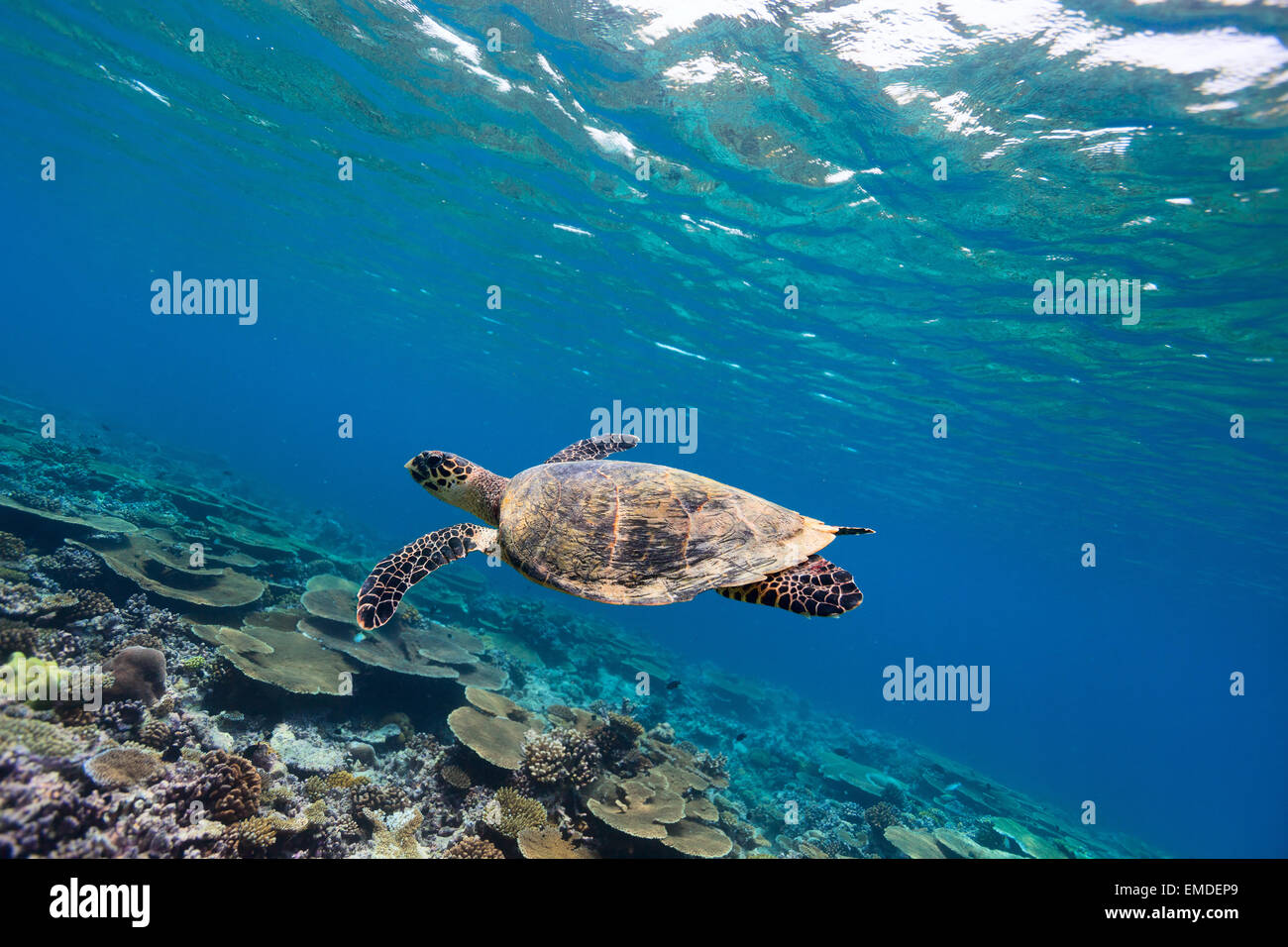 Turtle swimming underwater Stock Photo - Alamy