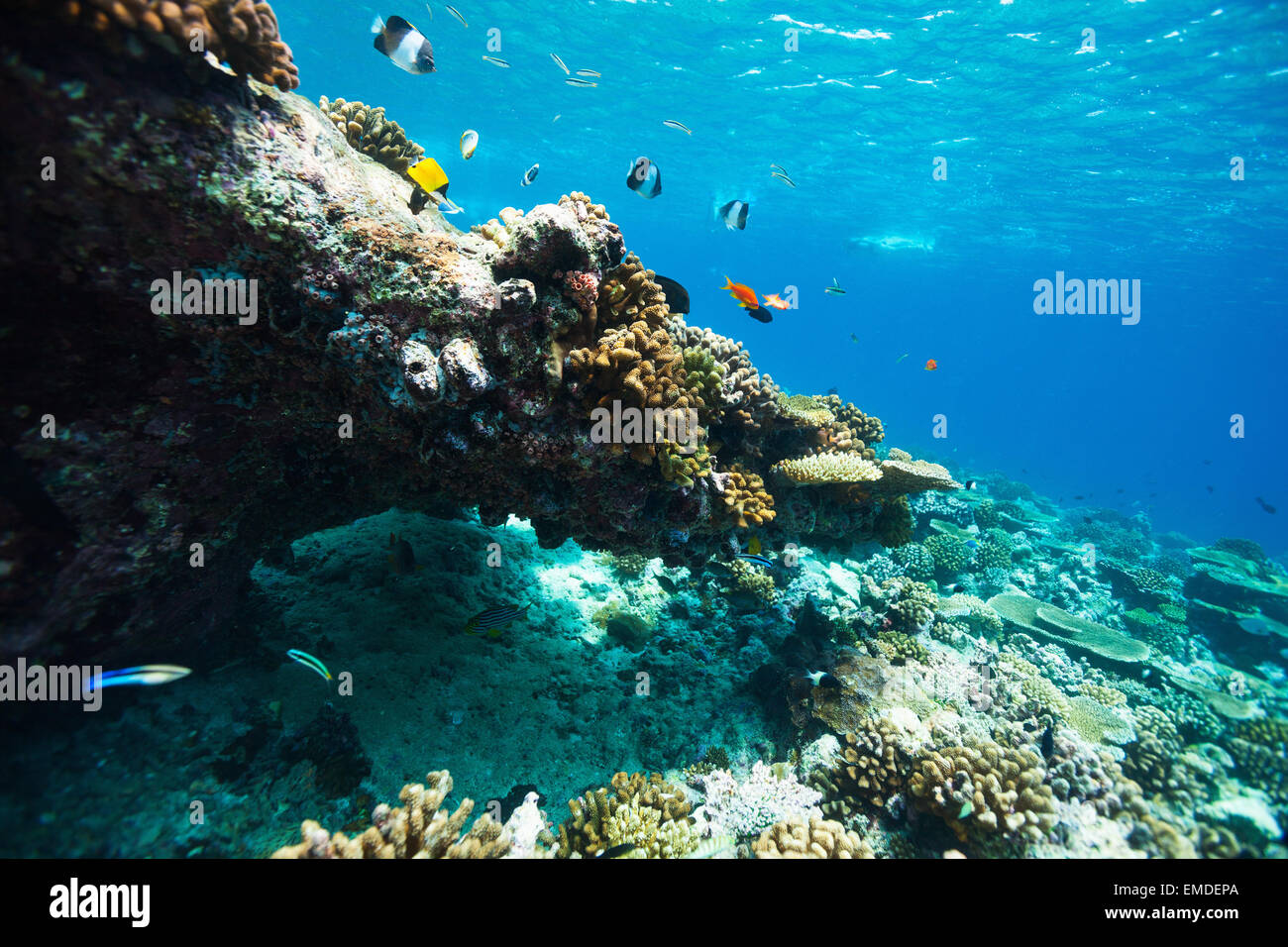 Coral reef underwater Stock Photo - Alamy