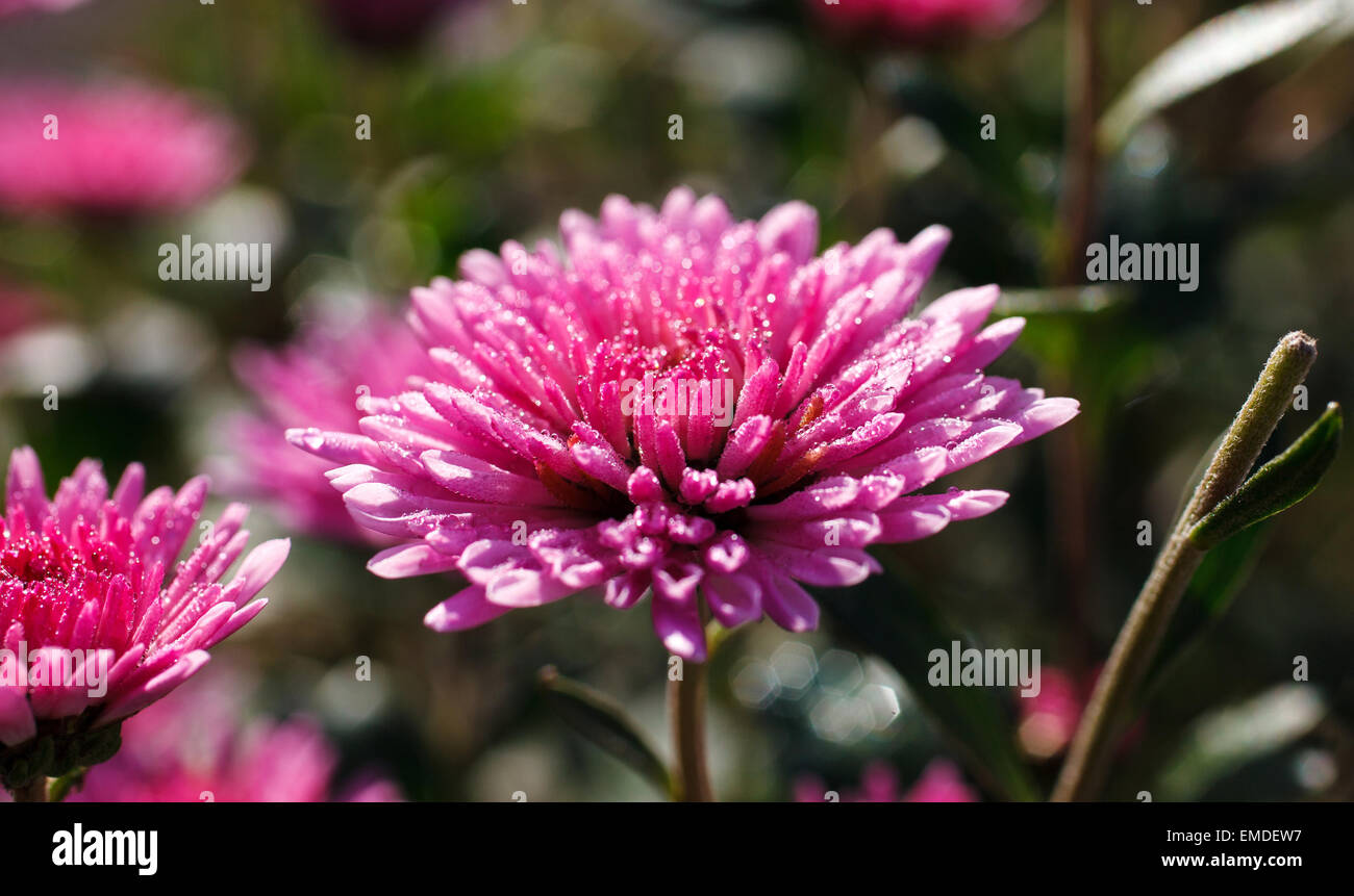 Chrysanthemums blooming hi-res stock photography and images - Alamy