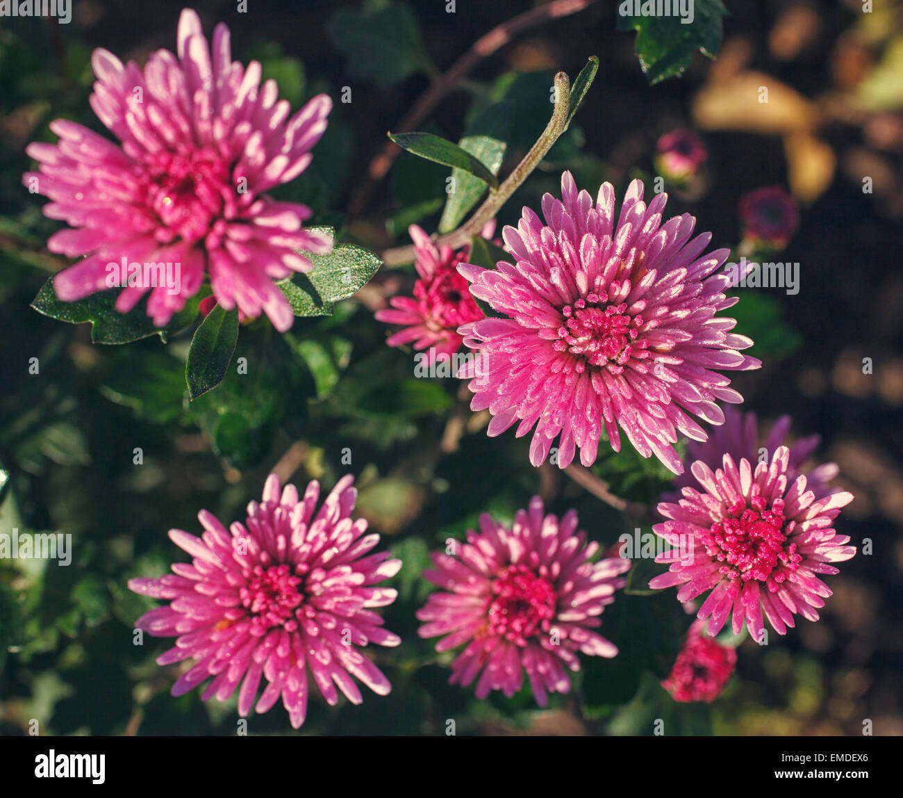 Beautiful spring bed hi-res stock photography and images - Alamy