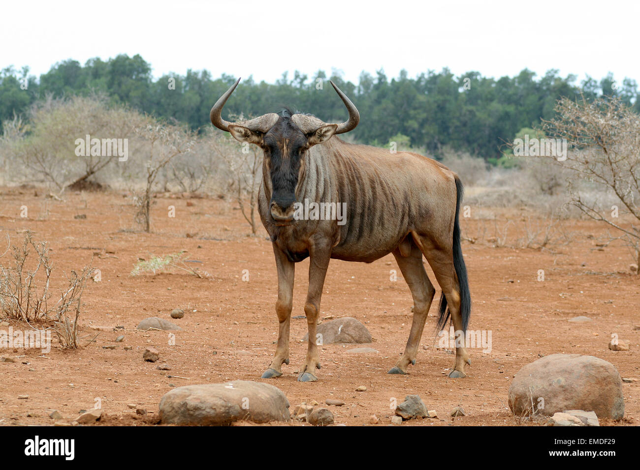 Blue Wildebeest antelope Stock Photo - Alamy