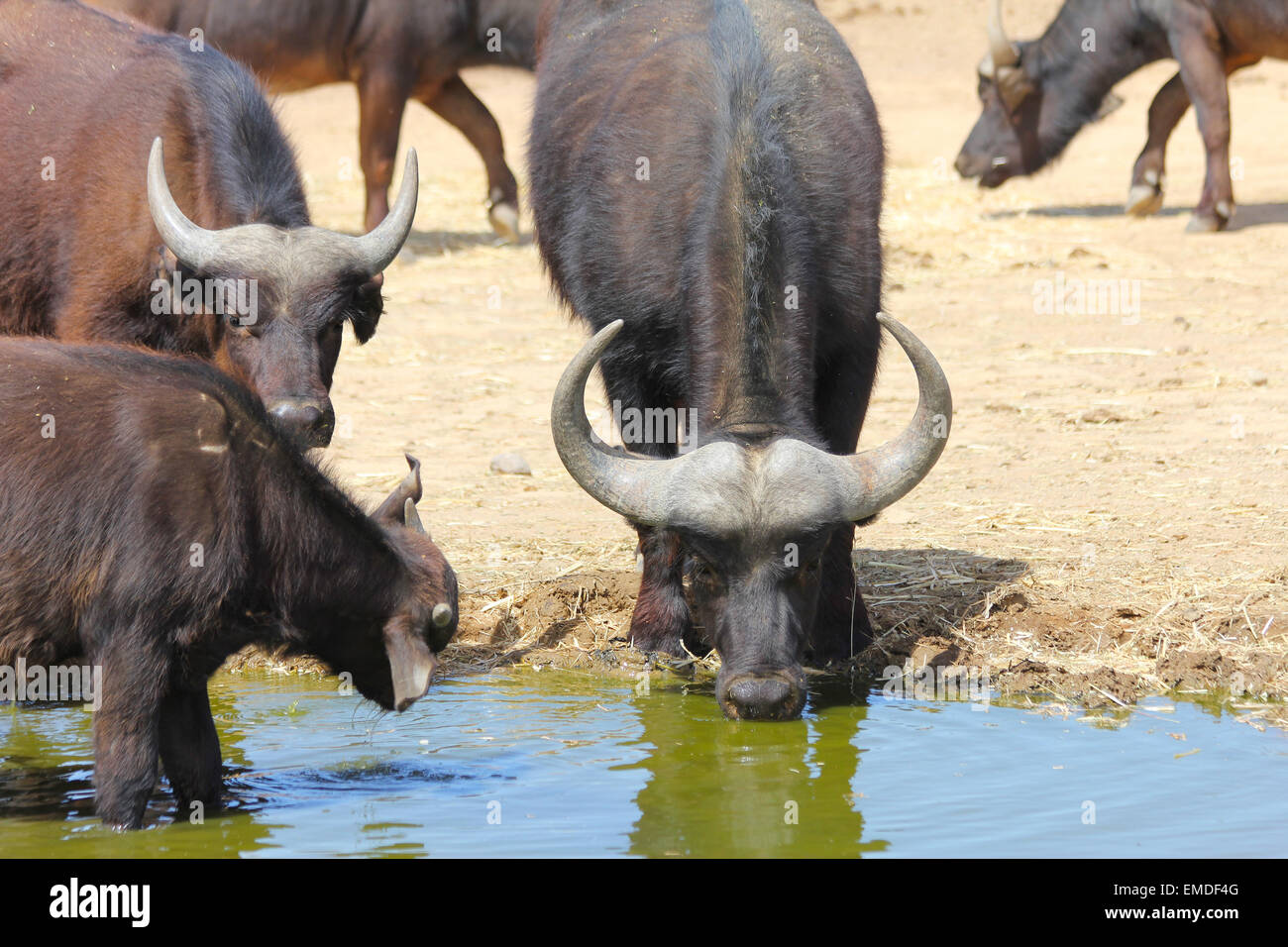 Horns water buffalo hi-res stock photography and images - Alamy