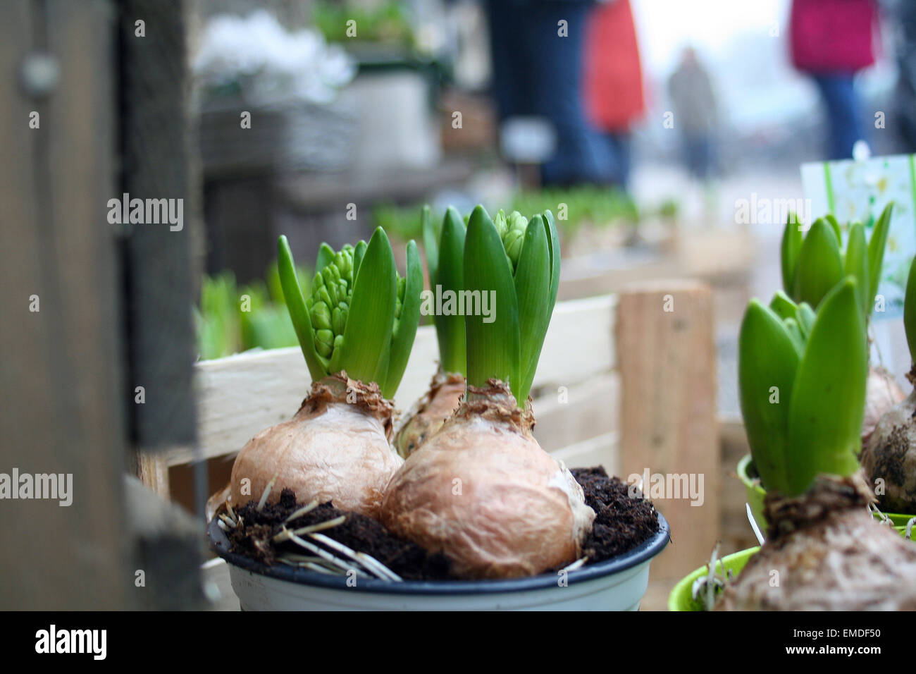 Bulb flowers in pots Stock Photo - Alamy