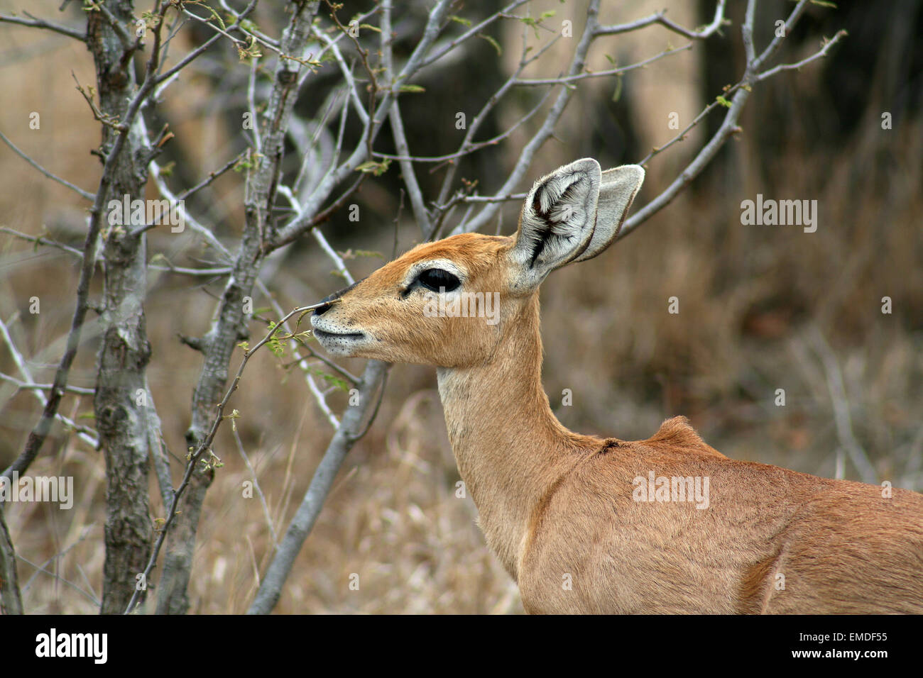 Bushbuck antelope in Africa Stock Photo - Alamy