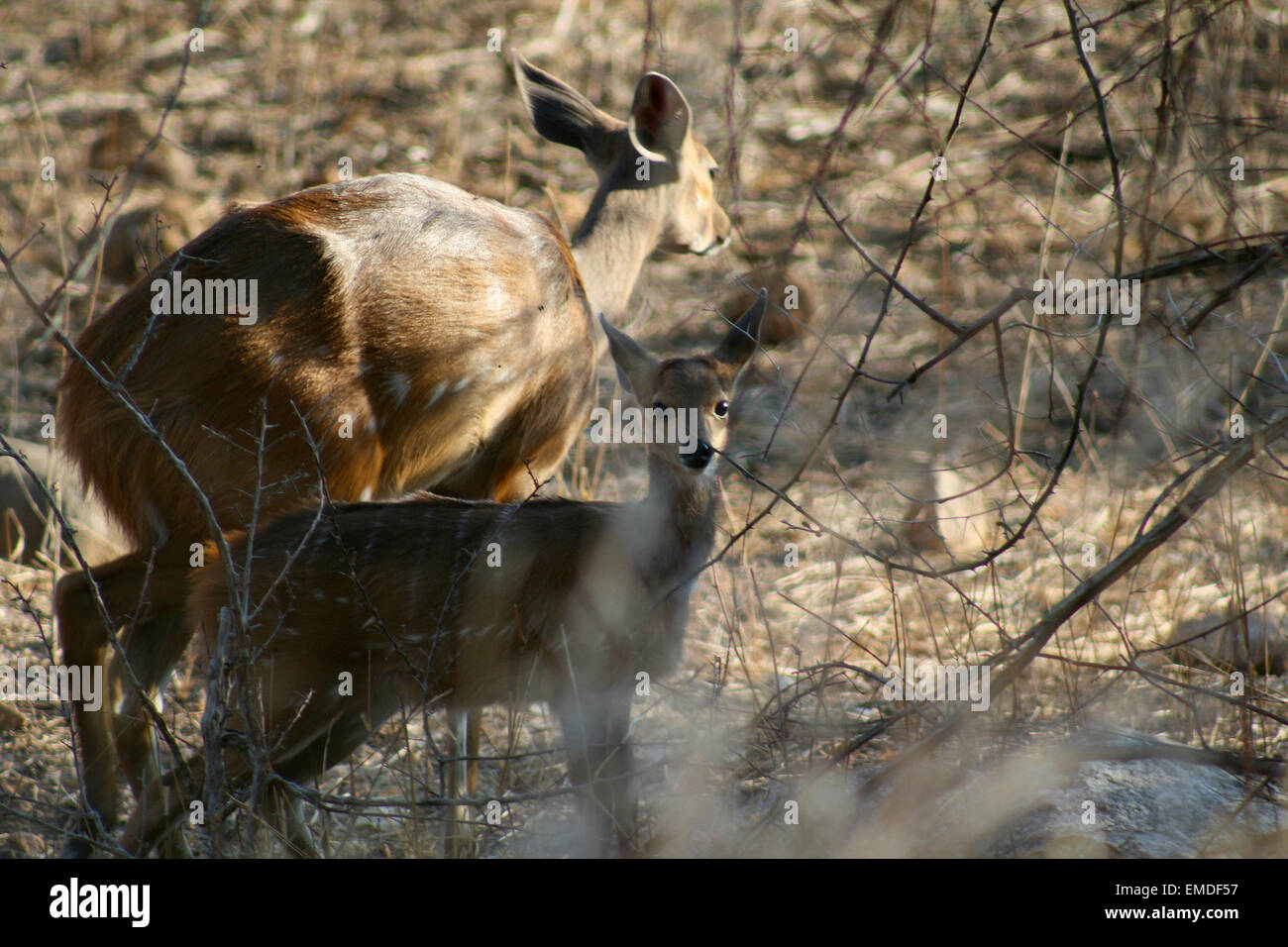 Bushbuck antelope in Africa Stock Photo - Alamy