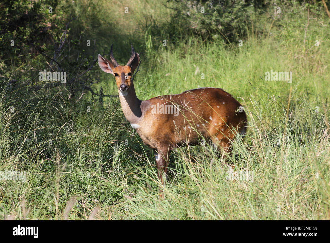 Bushbuck antelope hi-res stock photography and images - Alamy