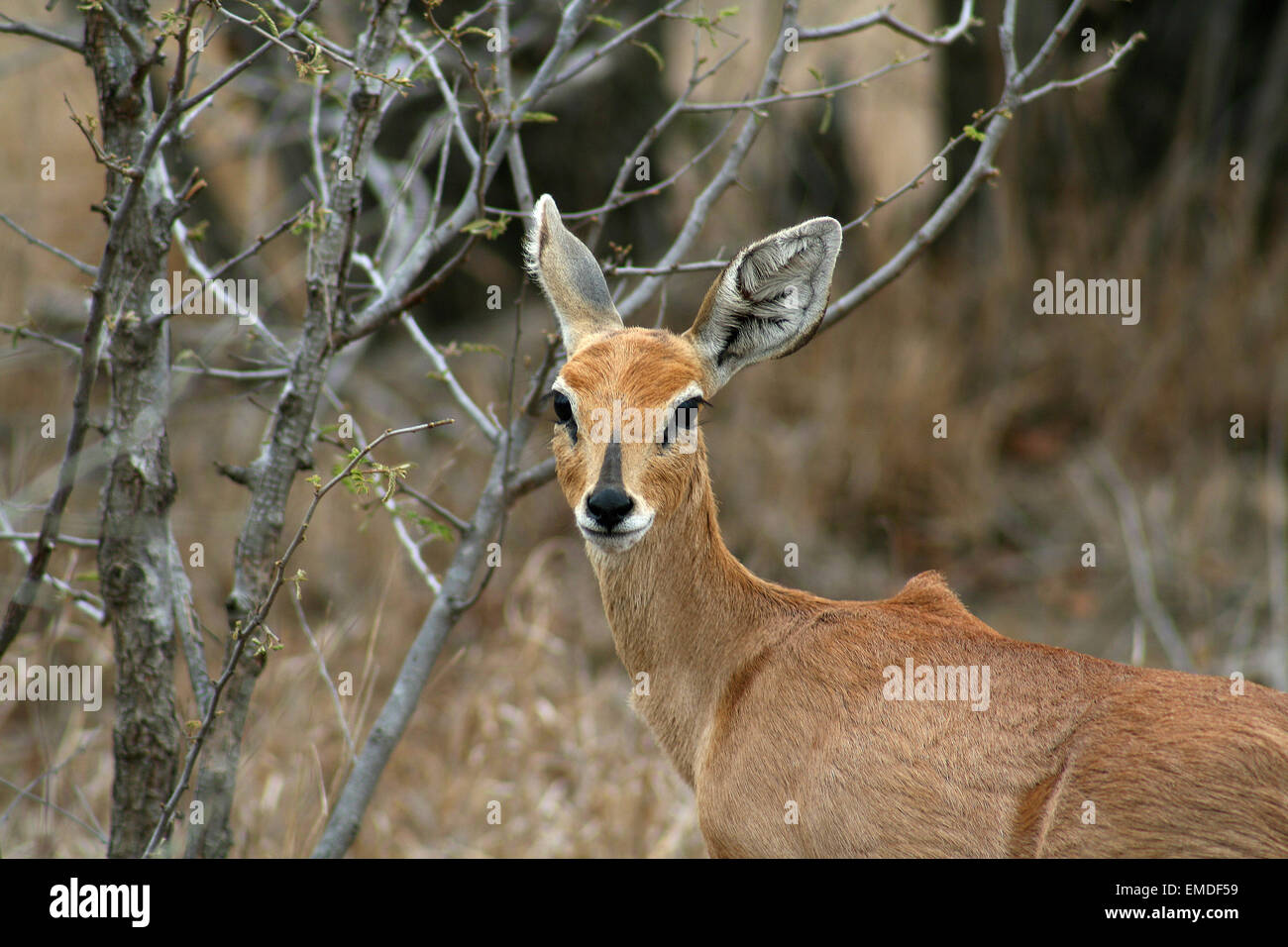 Bushbuck antelope in Africa Stock Photo - Alamy