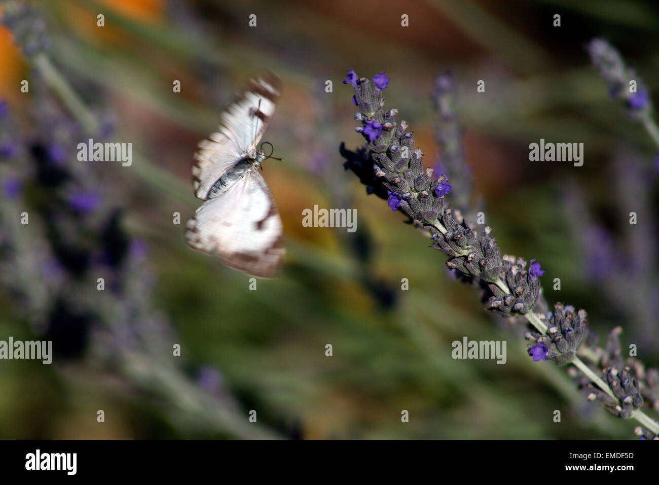 Butterfly landing hi-res stock photography and images - Alamy