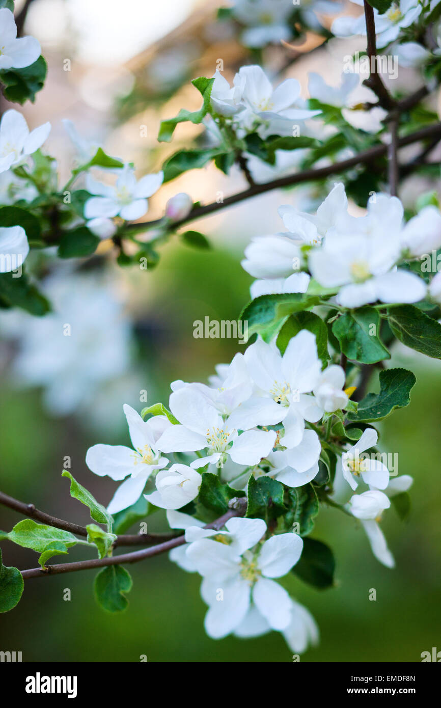 Blooming apple tree Stock Photo - Alamy
