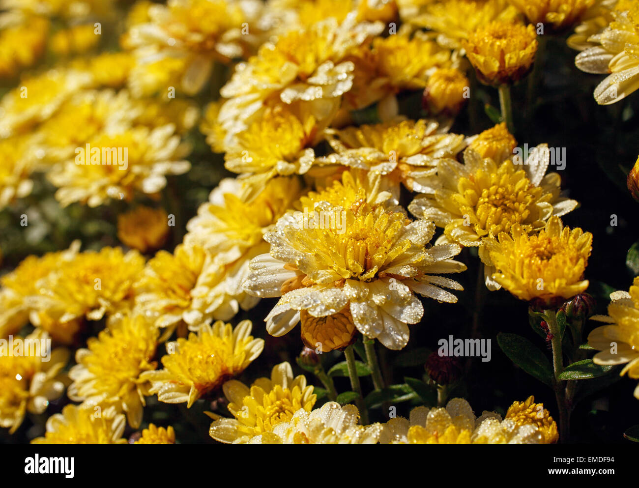 yellow calendula bush Stock Photo - Alamy