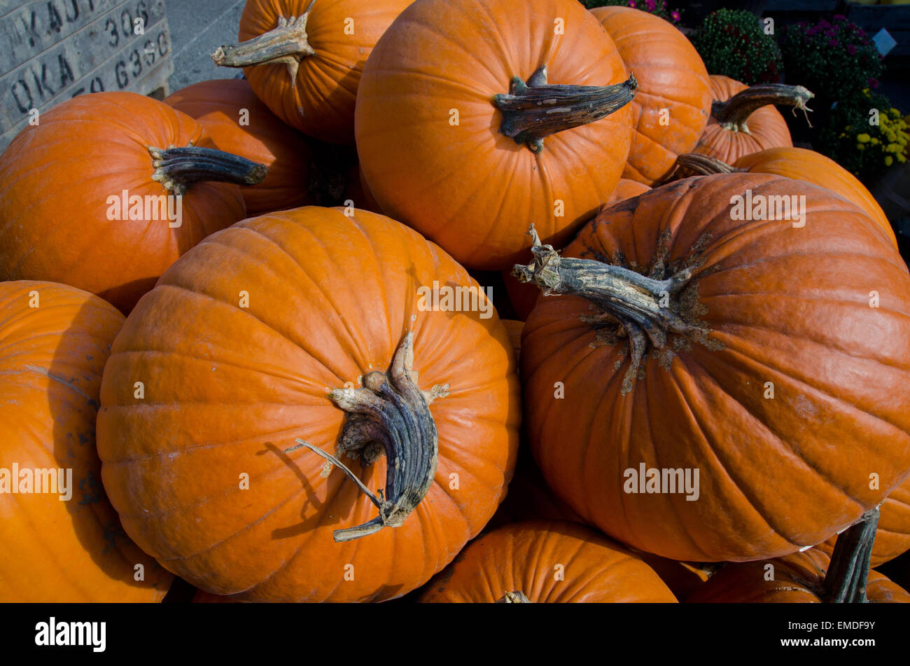 A Pile of Pumpkins Stock Photo - Alamy