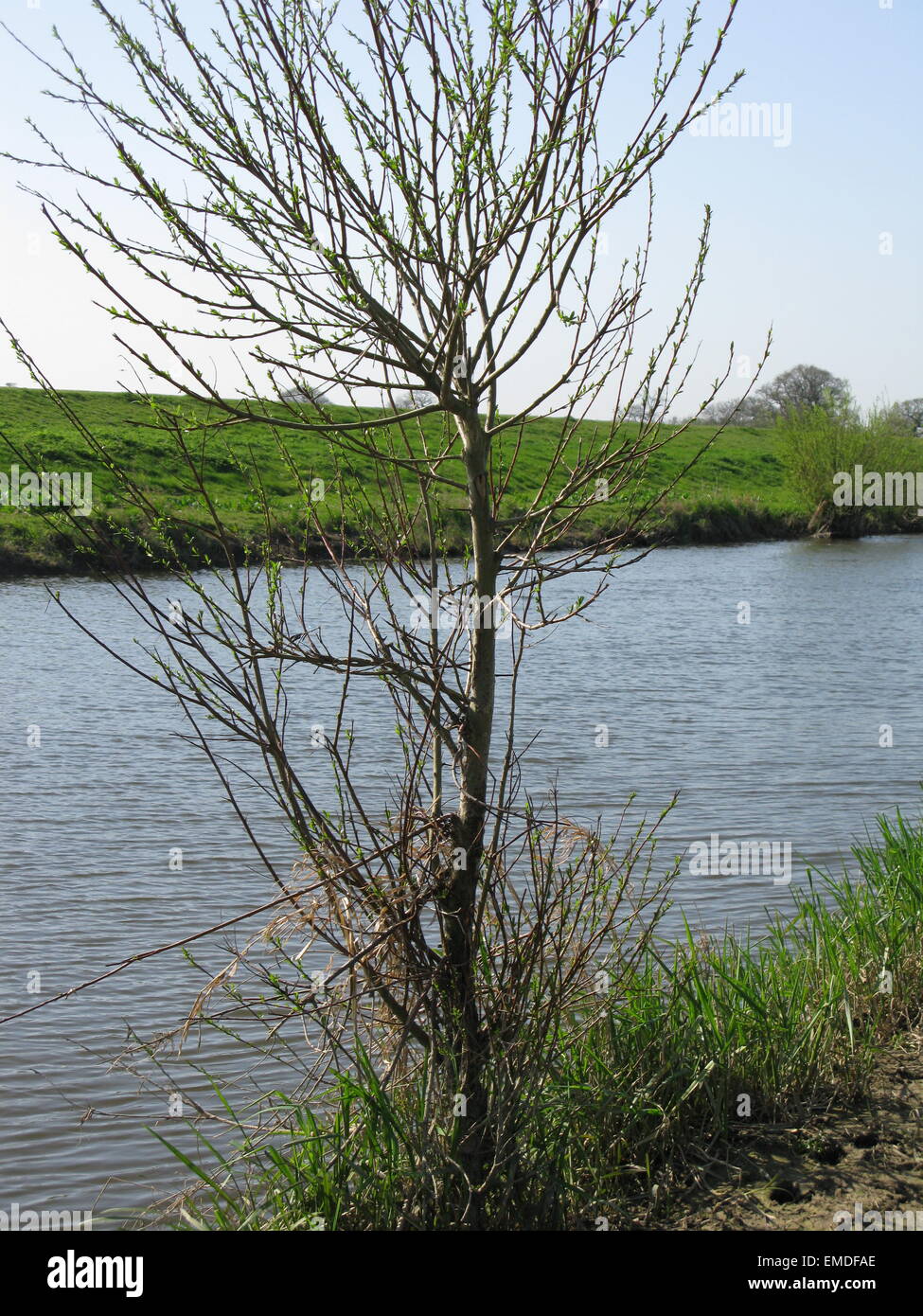 Water-loving Sapling on the banks of the New Bedford River Stock Photo ...