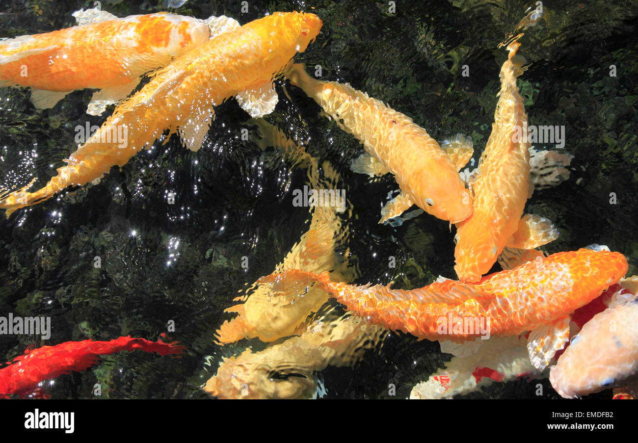 Hawaii, Oahu, Waikiki, fish pond, koi carps Stock Photo - Alamy