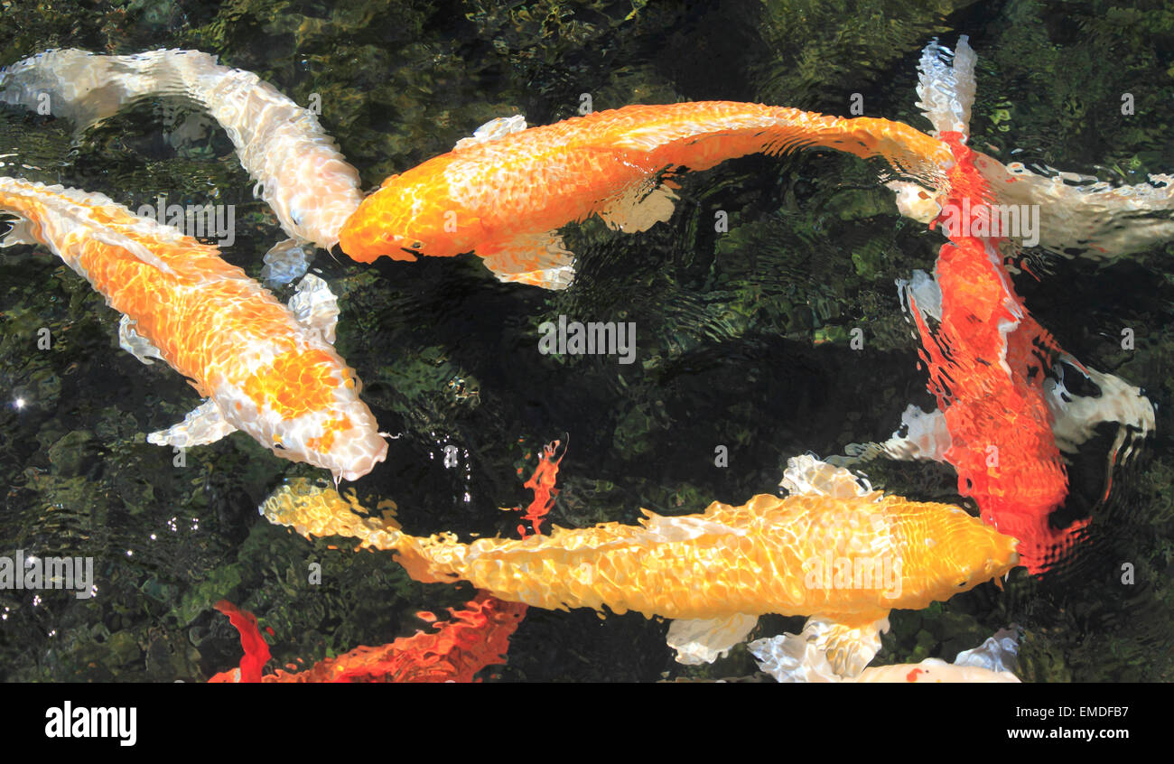 Hawaii, Oahu, Waikiki, fish pond, koi carps Stock Photo - Alamy
