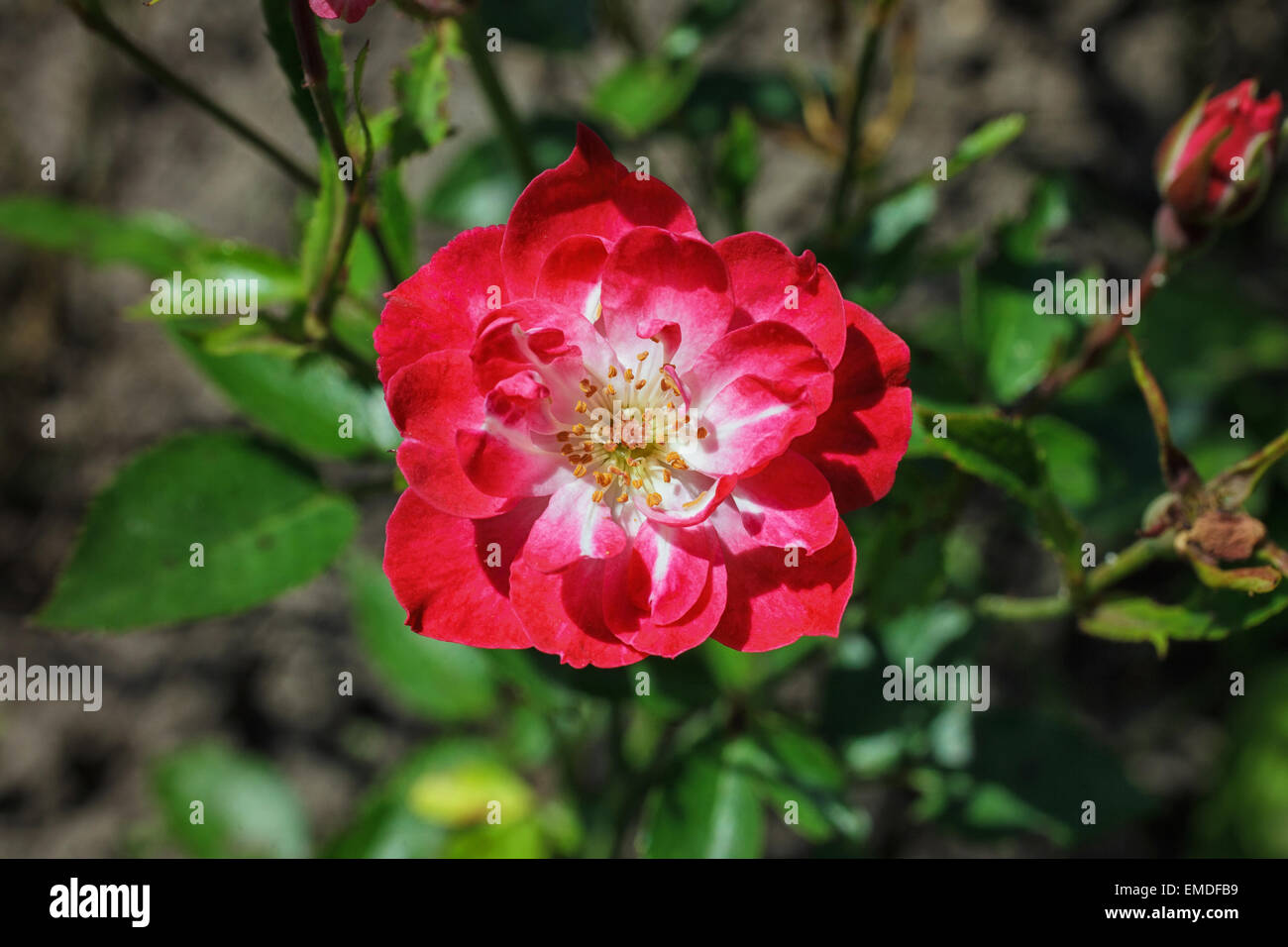 pink rose in flower garden Stock Photo - Alamy