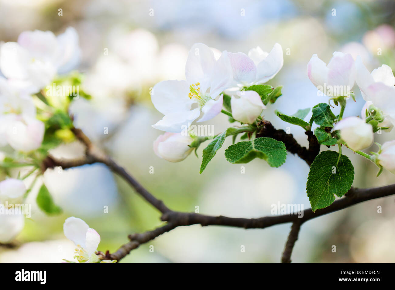 Blooming apple tree Stock Photo - Alamy