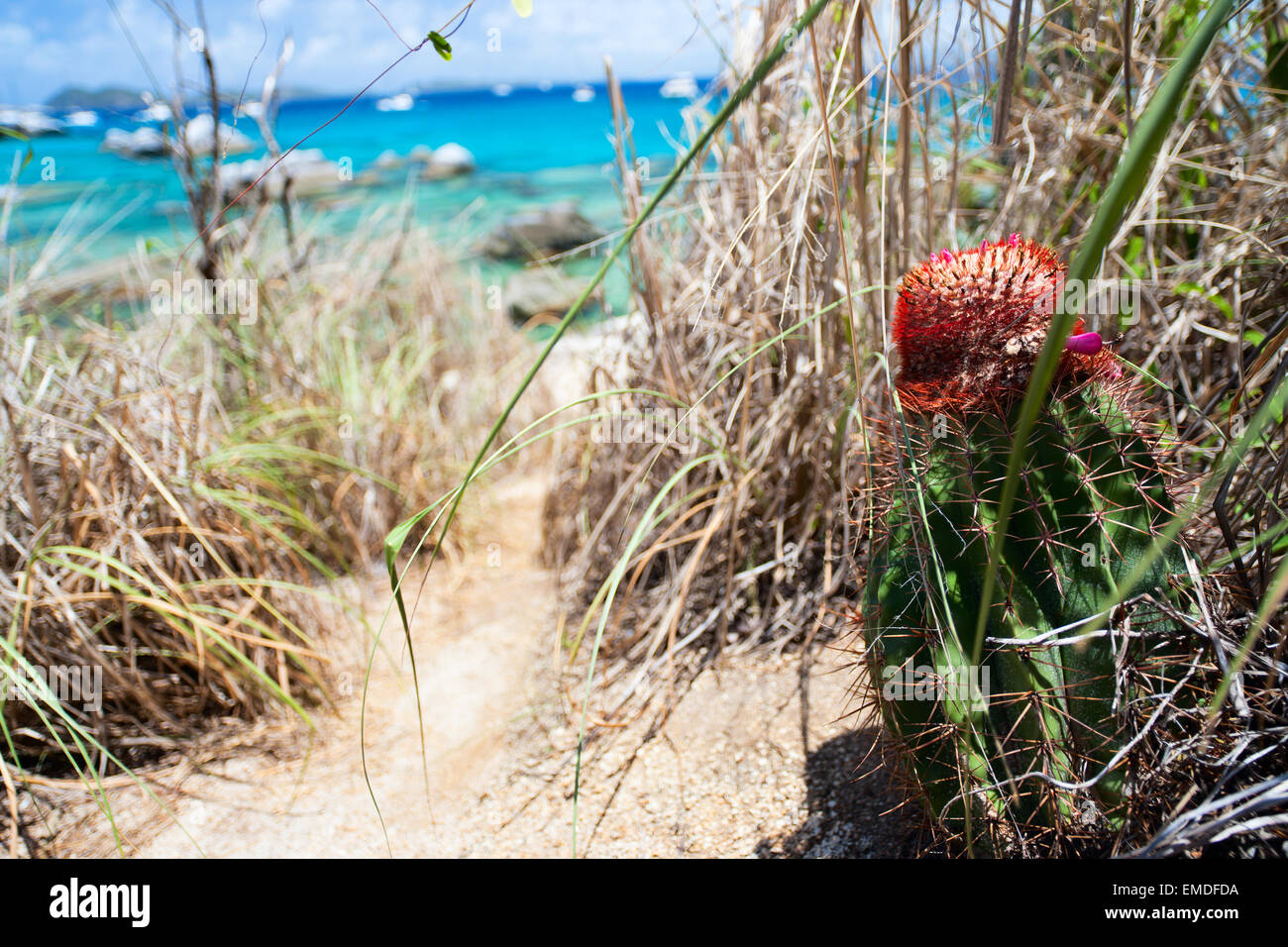 Unique red furry spiked top cactus Stock Photo - Alamy