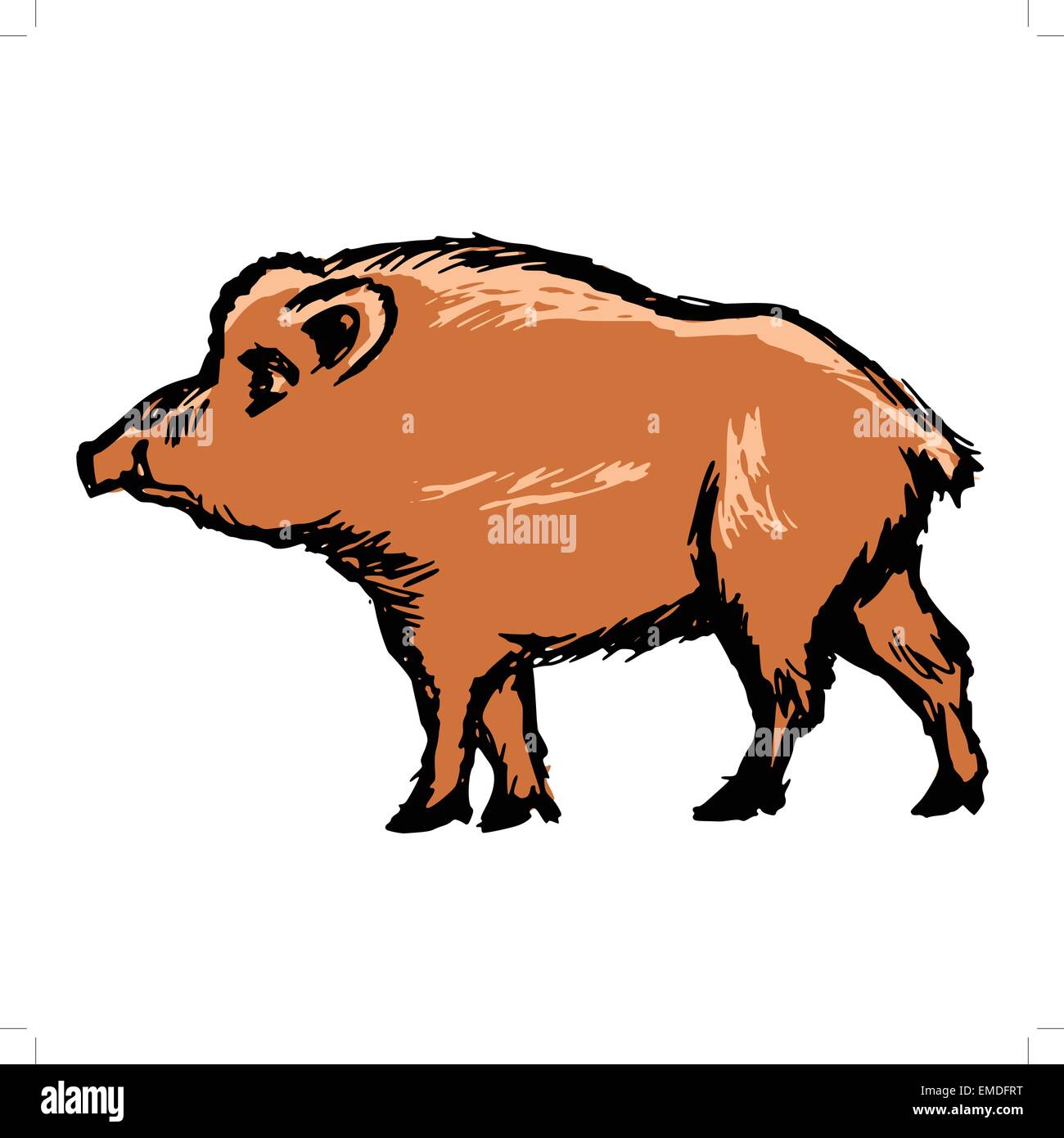 Illustration wild boar hi-res stock photography and images - Alamy
