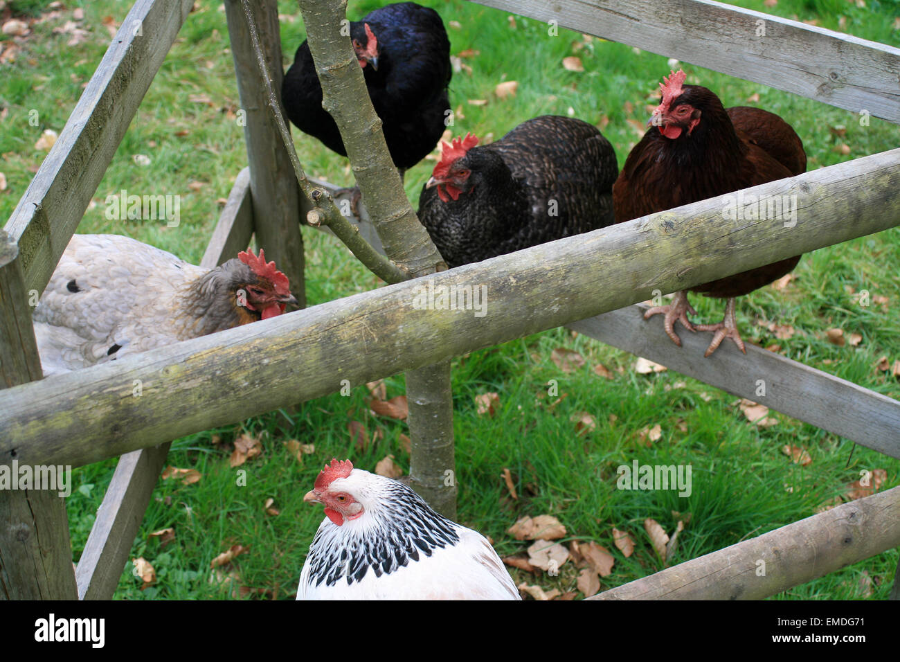 Camping with chickens hi-res stock photography and images - Alamy