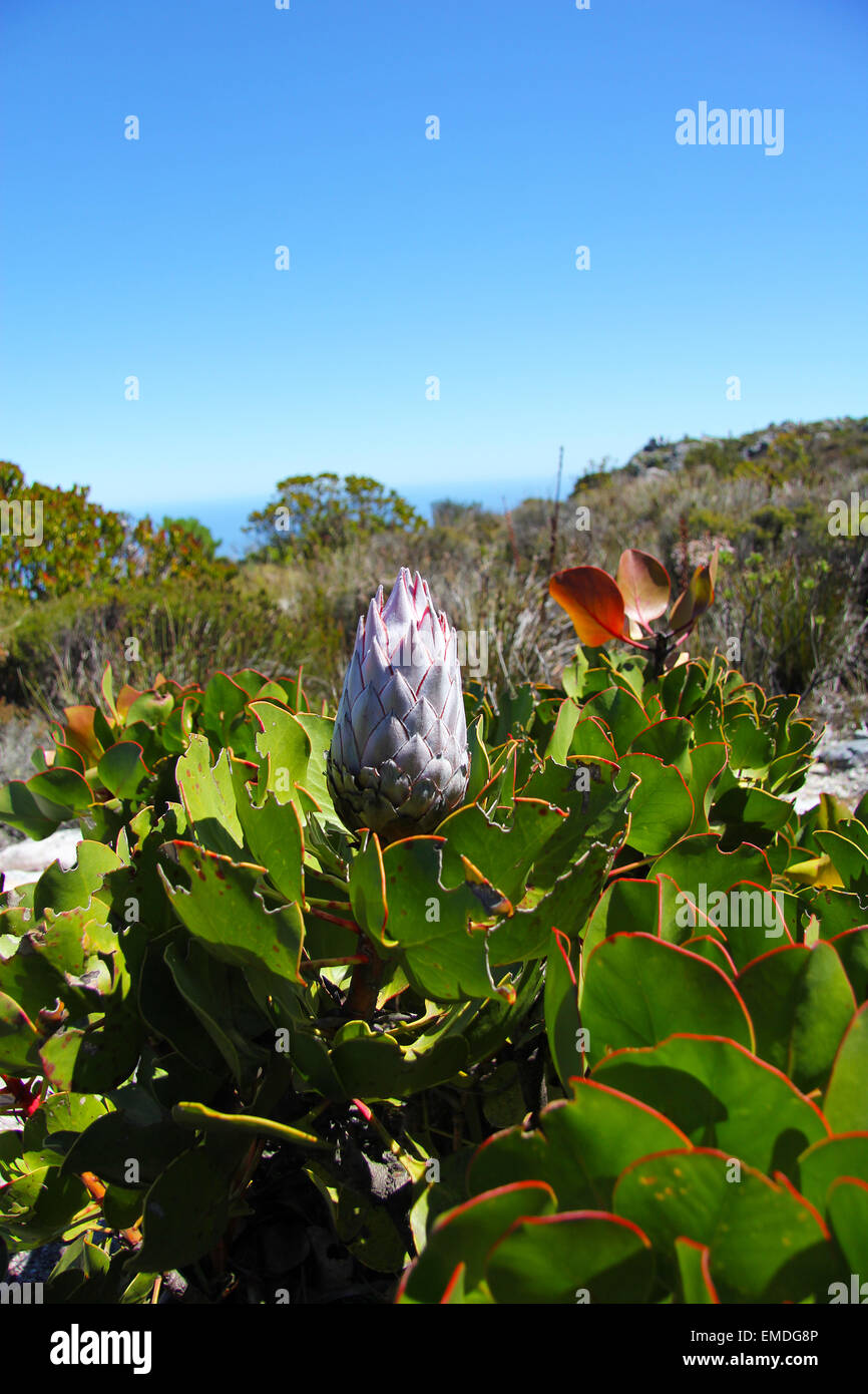 Protea plant hi-res stock photography and images - Alamy