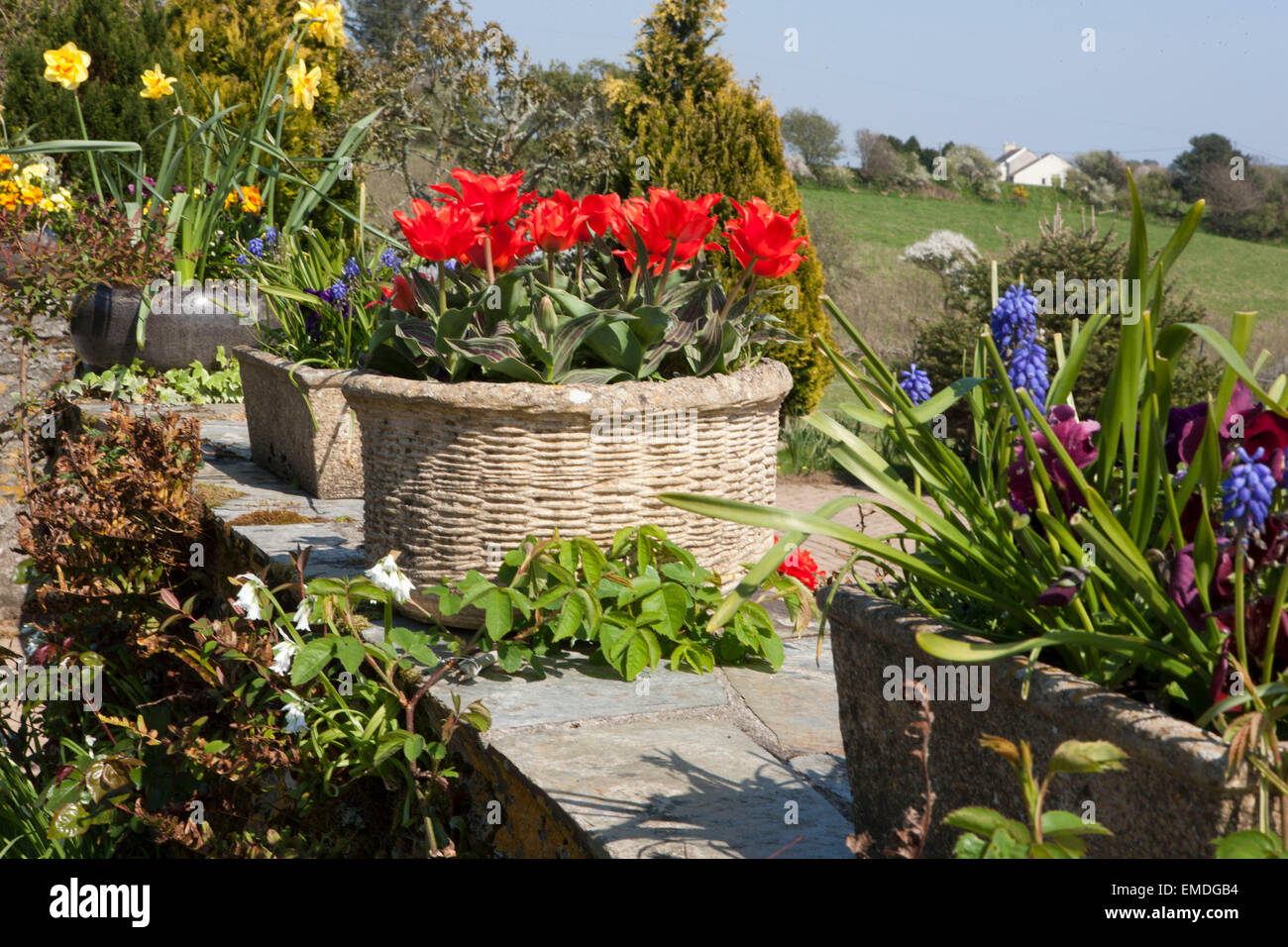 Tulips in container hi-res stock photography and images - Alamy