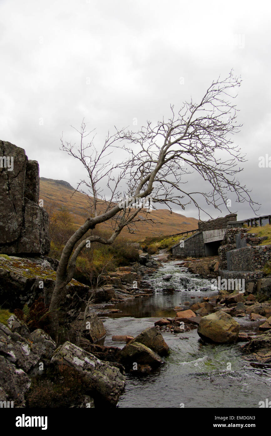 Dead tree scotland hi-res stock photography and images - Alamy