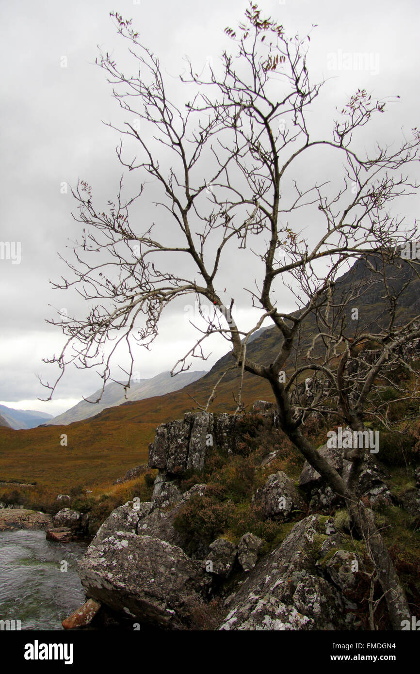 Dead tree scotland hi-res stock photography and images - Alamy