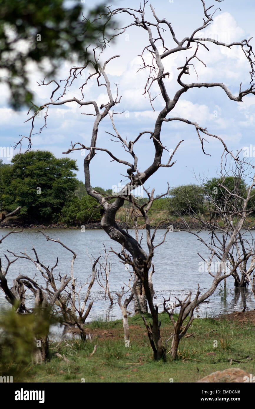 Dead tree by dam Stock Photo - Alamy