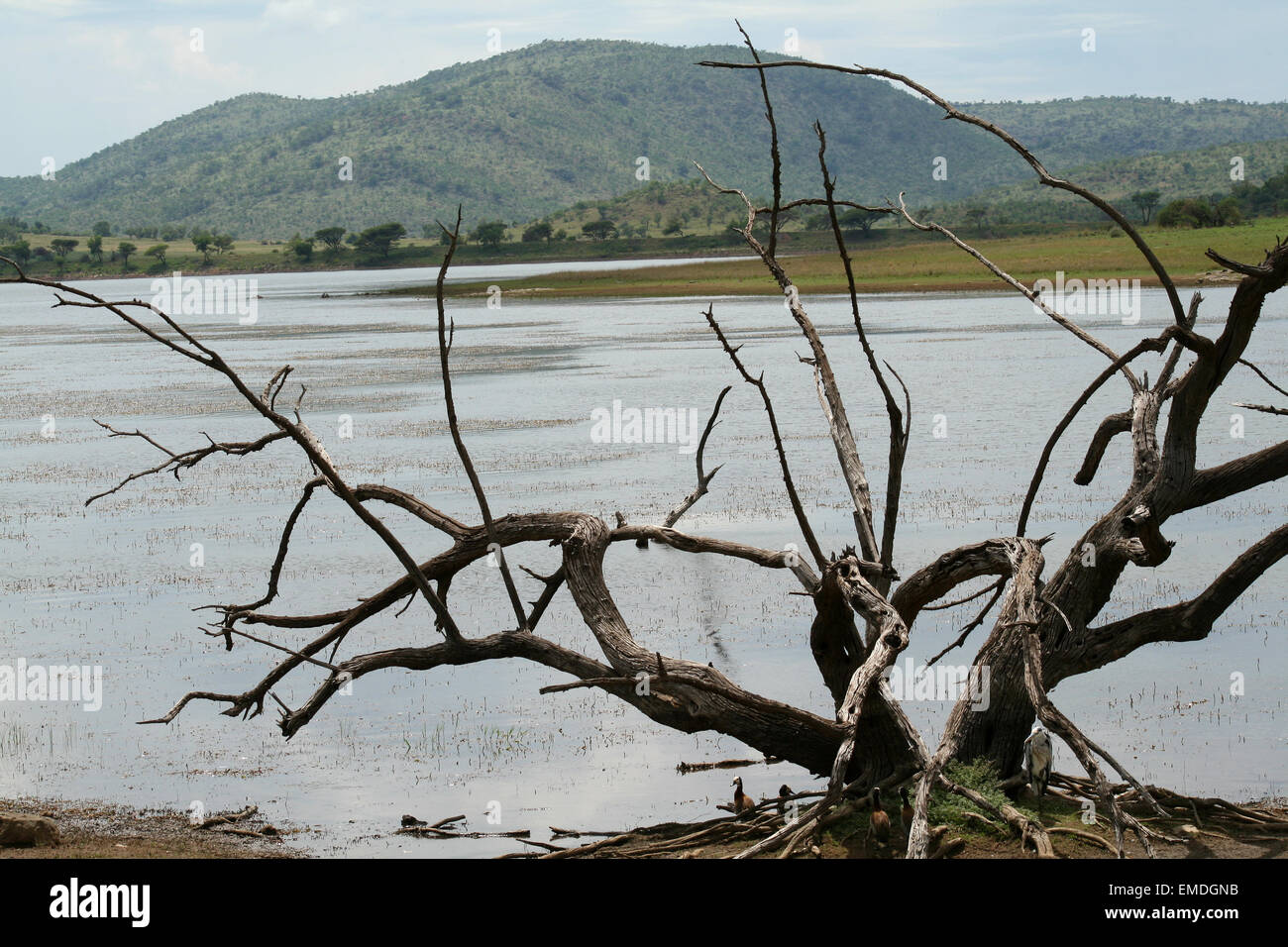 Dead tree by dam Stock Photo - Alamy