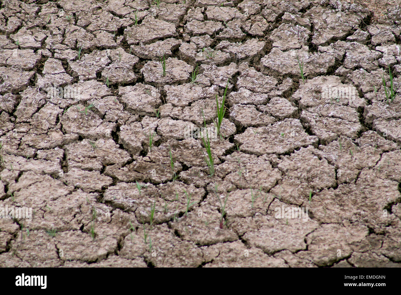 Desert ground with grass Stock Photo - Alamy