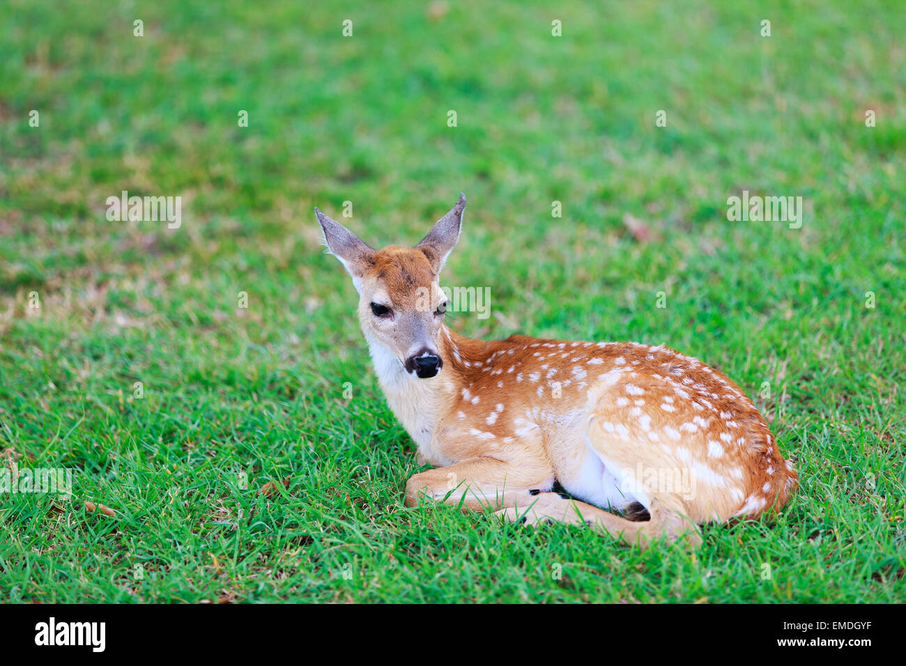 White spots on baby deer hi-res stock photography and images - Alamy