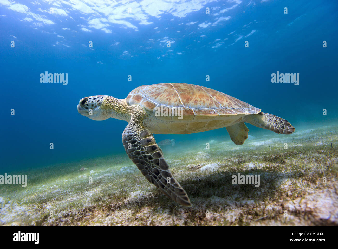 Hawksbill sea turtle Stock Photo - Alamy