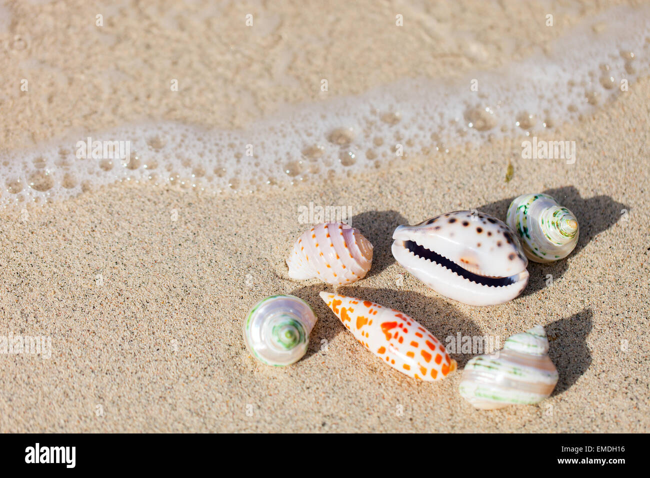 Seashells seashell sealife beach hi-res stock photography and images ...