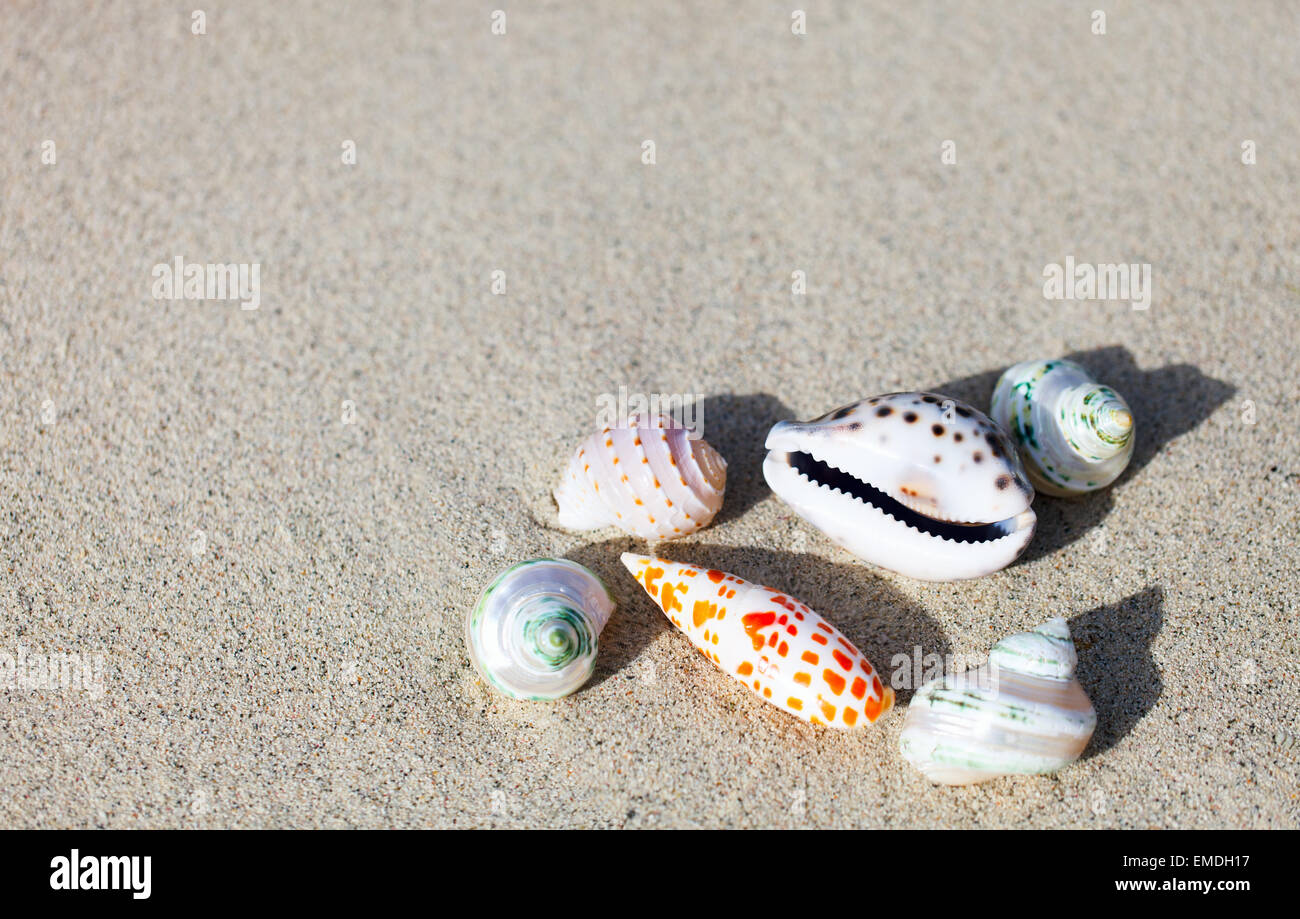Seashells seashell sealife beach hi-res stock photography and images ...