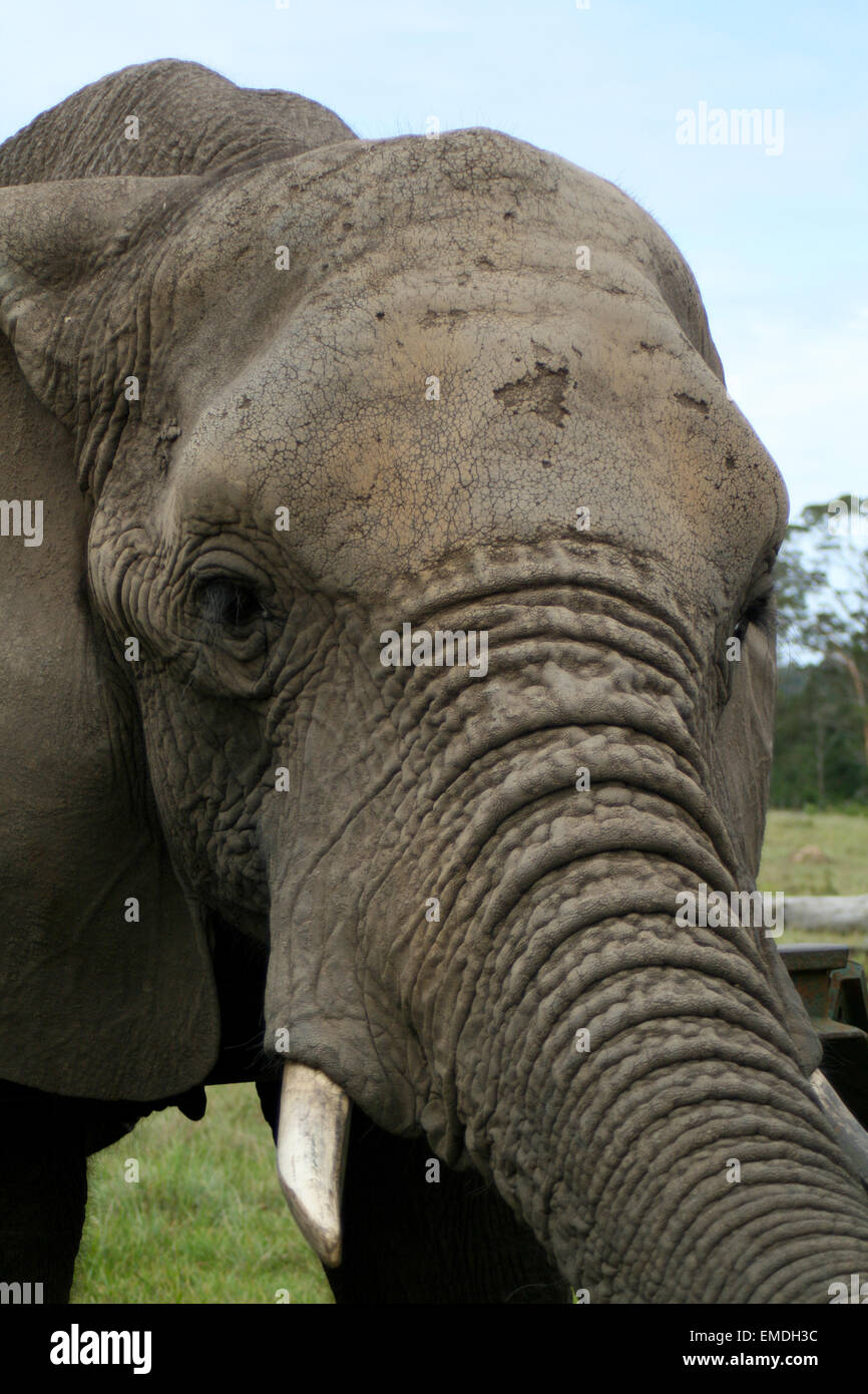 Elephants in Africa Stock Photo - Alamy
