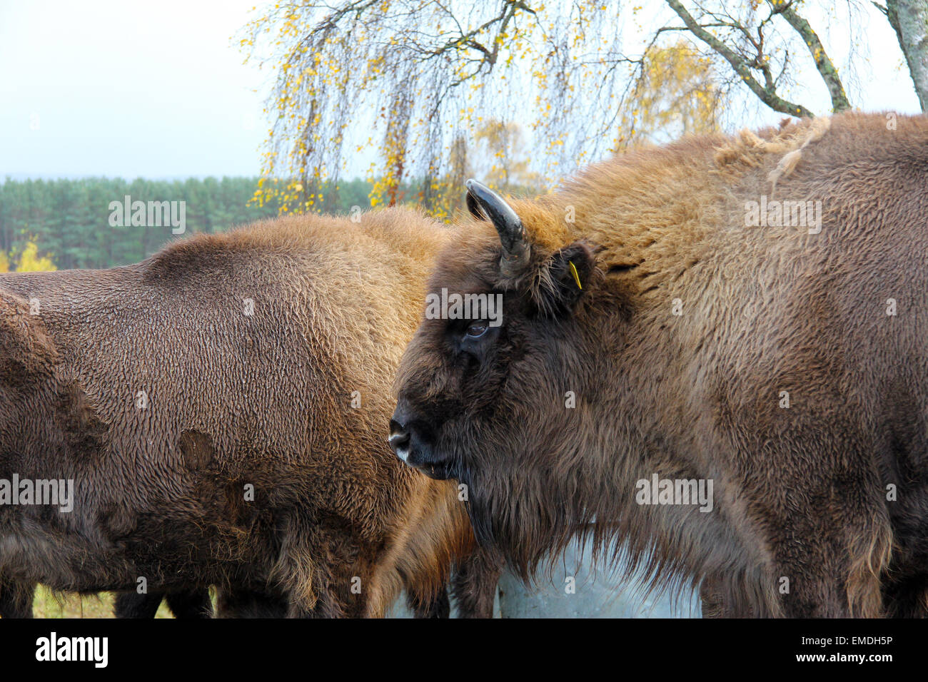 European horns hi-res stock photography and images - Alamy