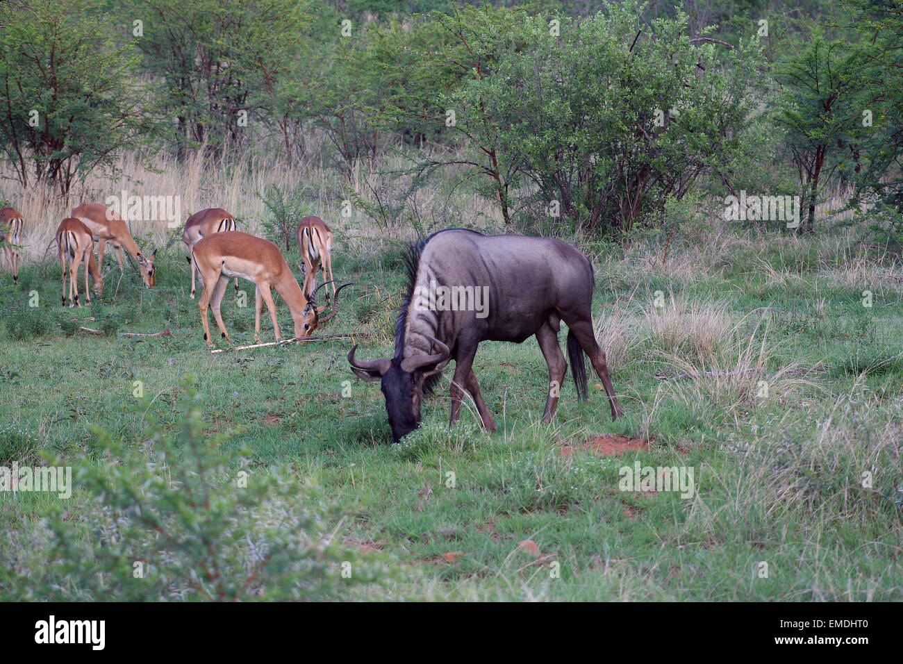 Antelope eating grass hi-res stock photography and images - Alamy