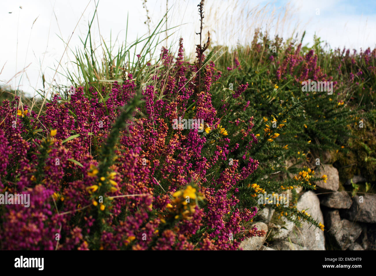 Gorse and whin flowers Stock Photo - Alamy