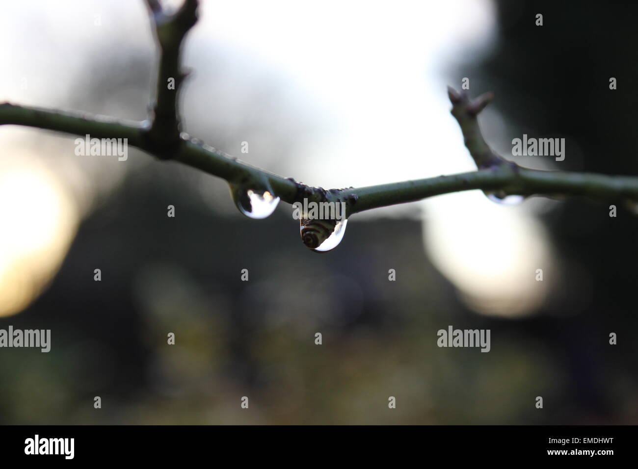 two rain drops dangling from a tree branch. The background is out of ...