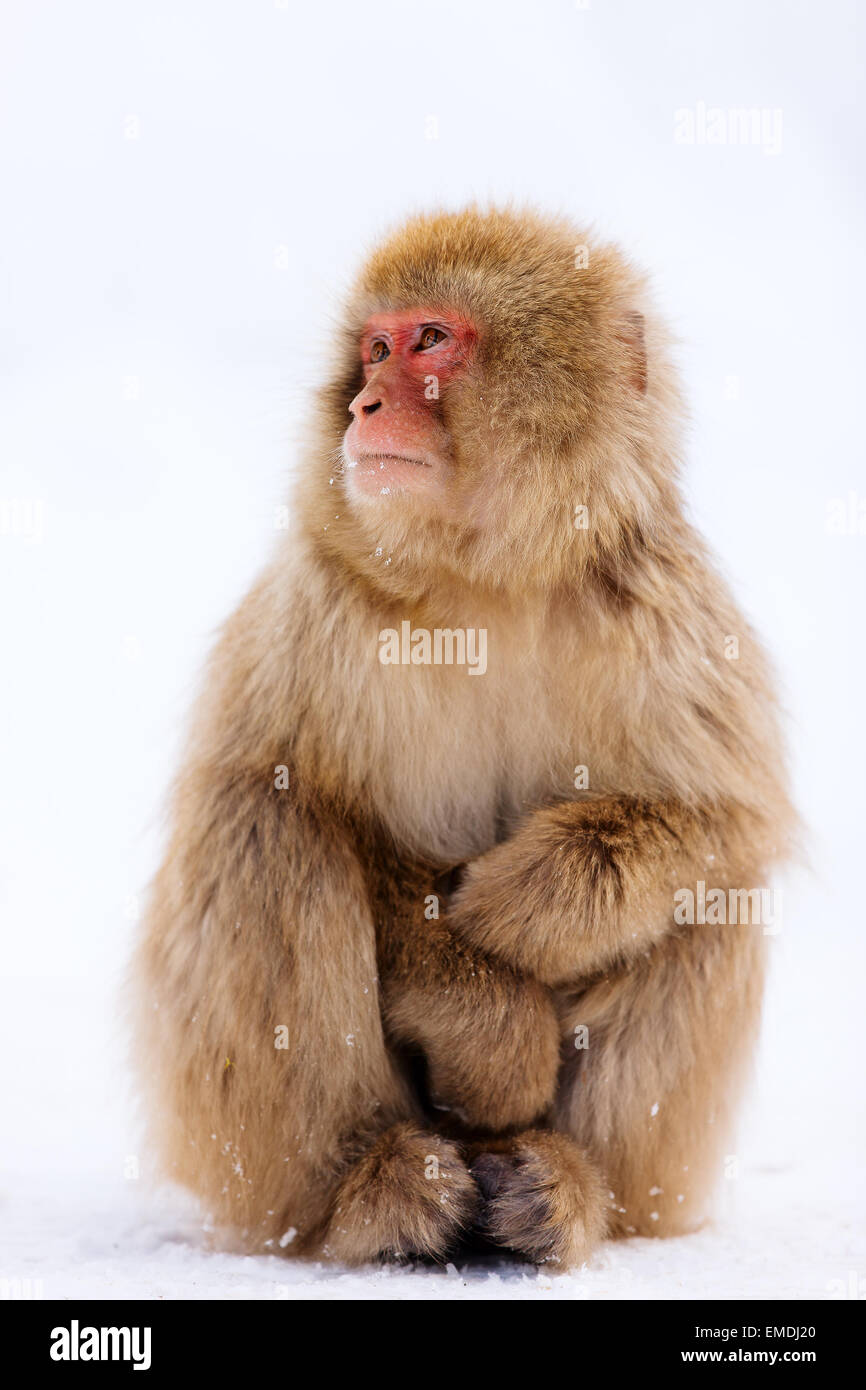 Snow Monkey Snow Monkeys Stock Photo - Alamy
